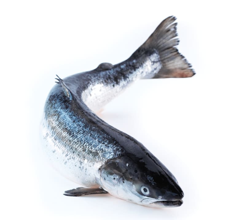 Laks hel Villfisk pr Kg - Kassalapp®