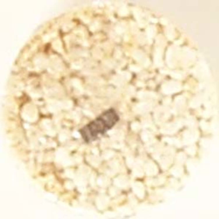 RISKAKER 100G FIRST PRICE